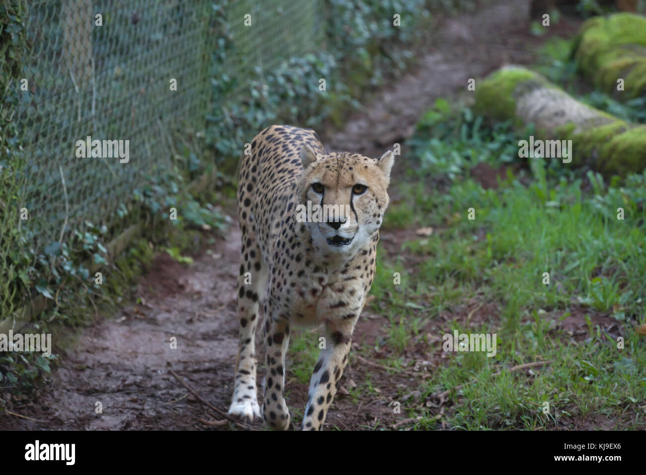 Paignton, UK. 23rd Nov, 2017. Animals enjoy the sunshine in Paignton ...
