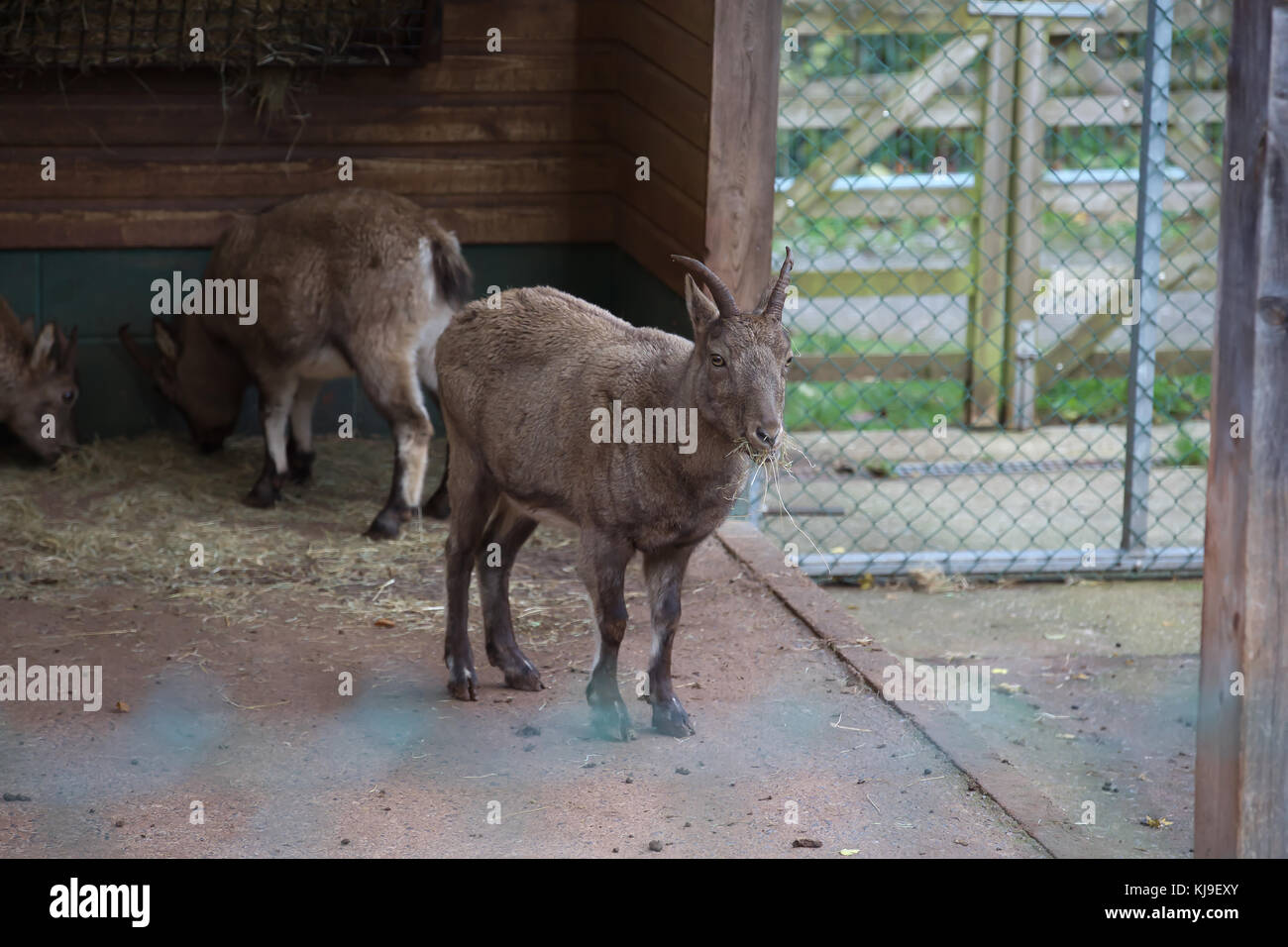 Paignton, UK. 23rd Nov, 2017. Animals enjoy the sunshine in Paignton ...
