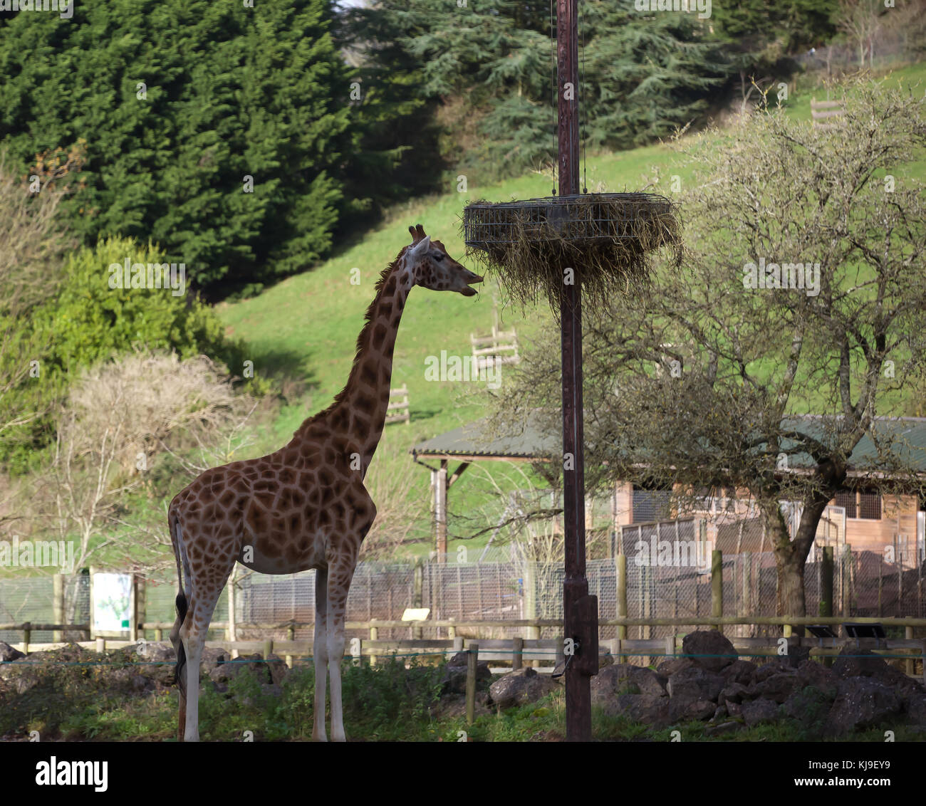 Paignton, UK. 23rd Nov, 2017. Animals enjoy the sunshine in Paignton ...