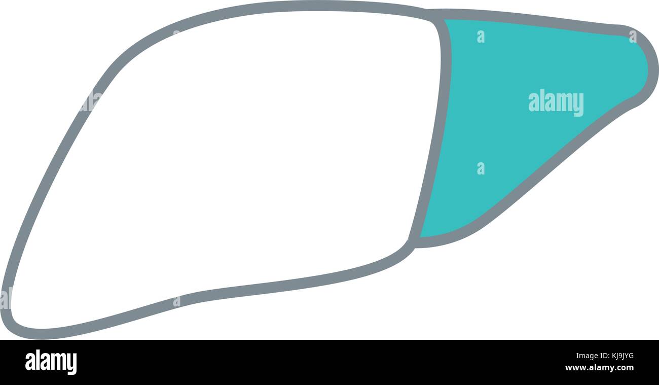 liver human organ Stock Vector Image & Art - Alamy