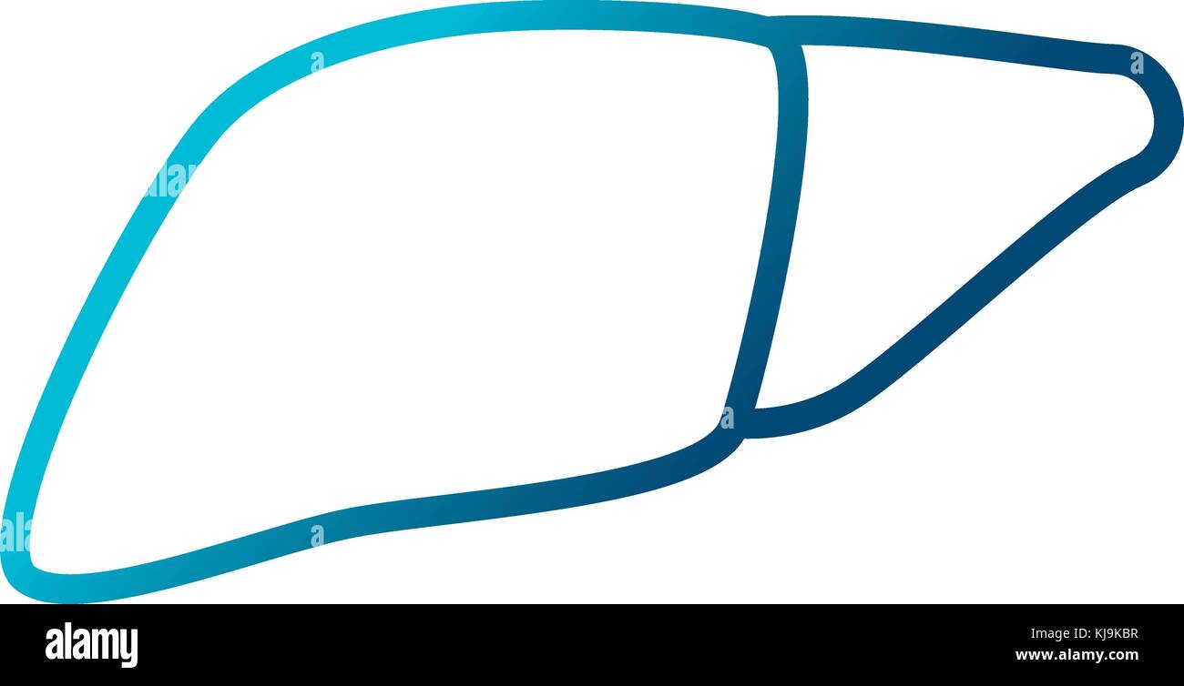 liver human organ Stock Vector Image & Art - Alamy