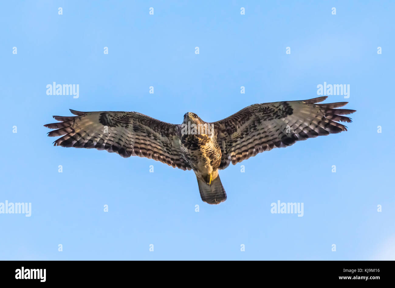 Common Buzzard (Buteo buteo) flying in Autumn in Arundel, West Sussex ...