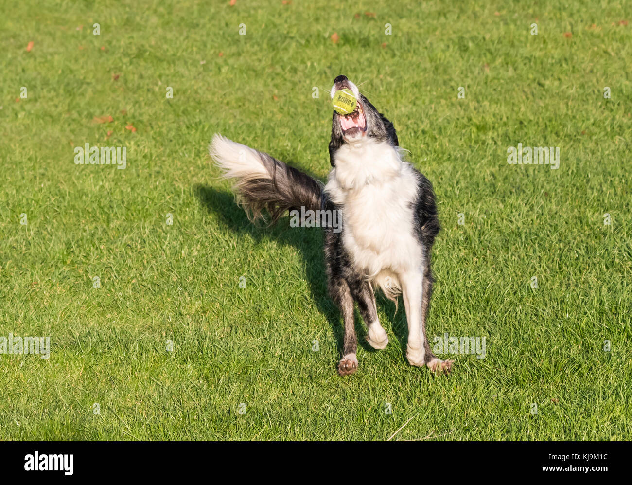 A sheepdog playing with a ball and catching it in it's mouth Stock ...