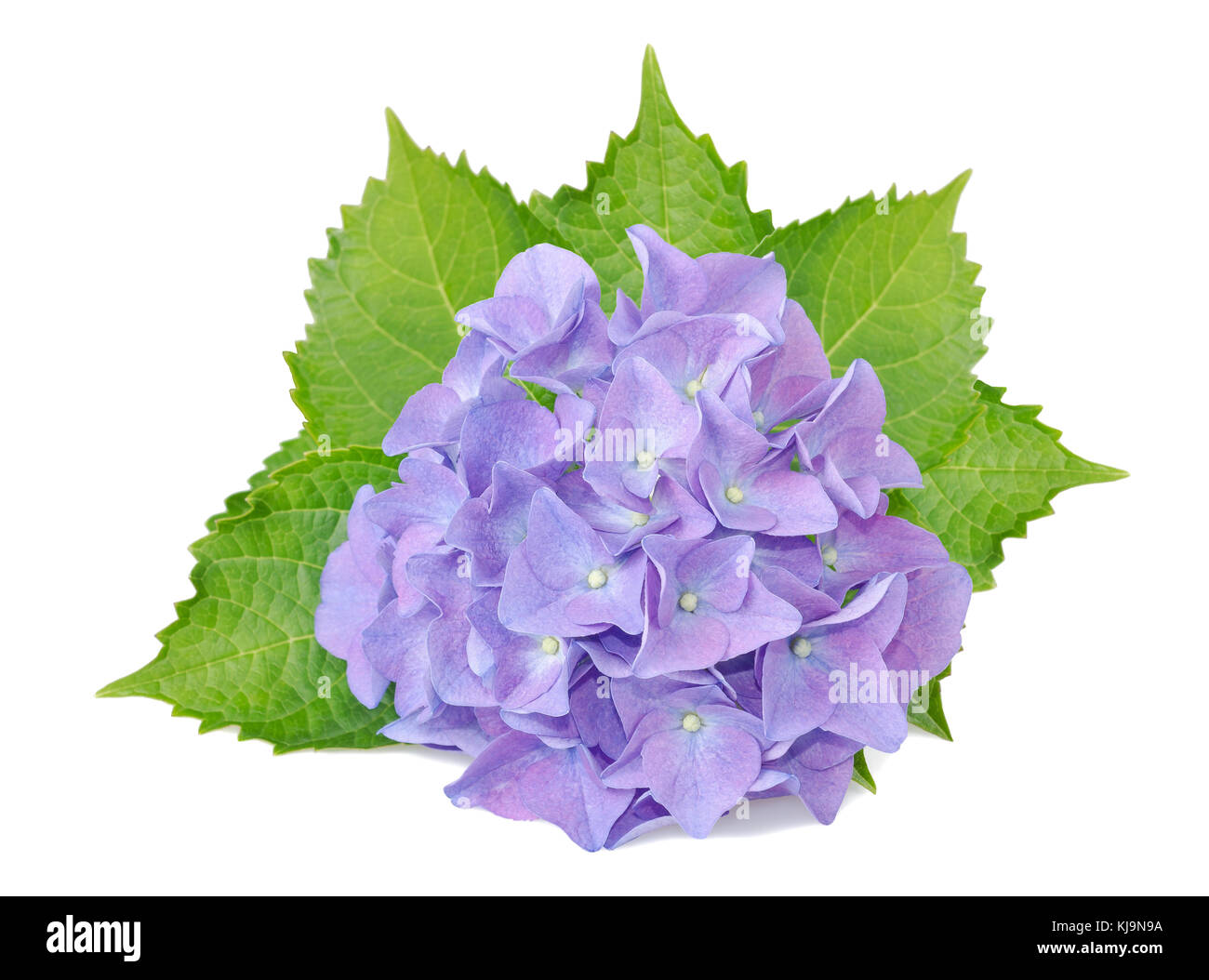 hydrangea flowers and leaves isolated on white Stock Photo - Alamy