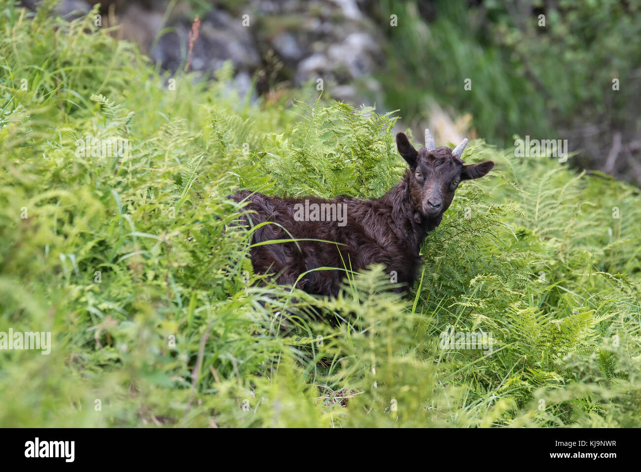 alpine goat grazing Stock Photo - Alamy