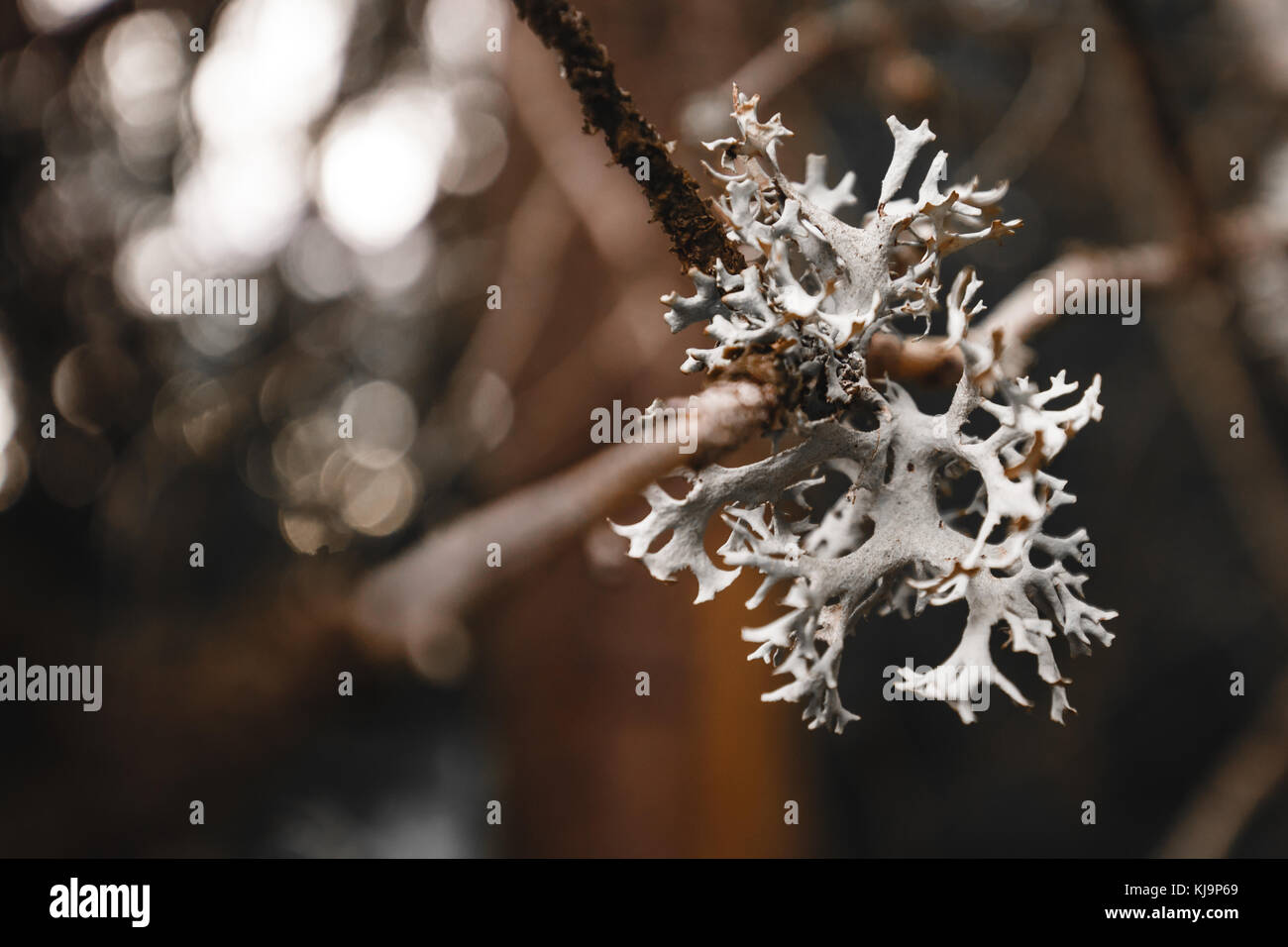 Beautiful silver moss on a tree deep in the forest Stock Photo - Alamy