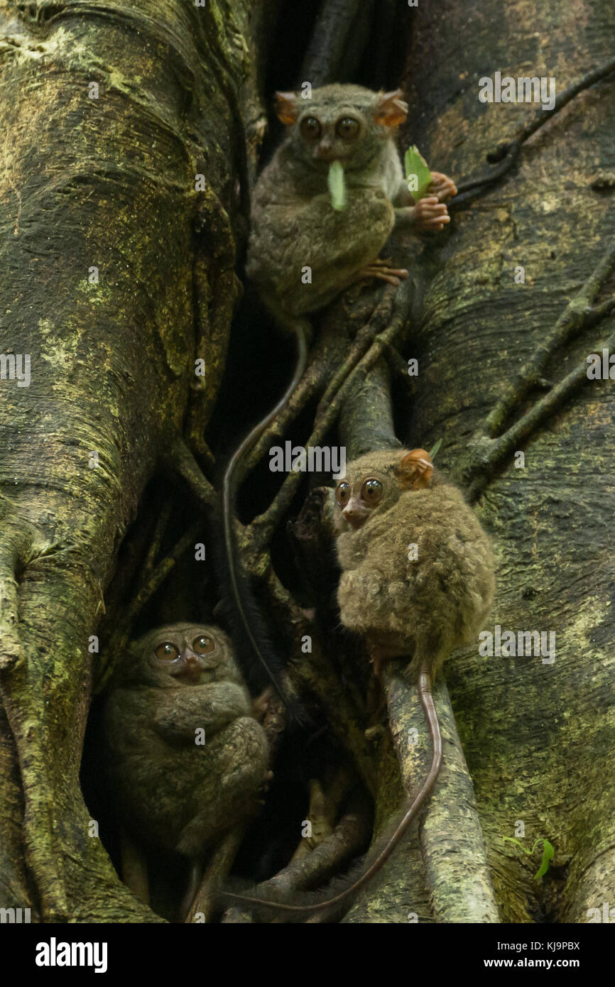 A family group of Tarsiers (Tarsius tarsier) nesting in a tree in ...