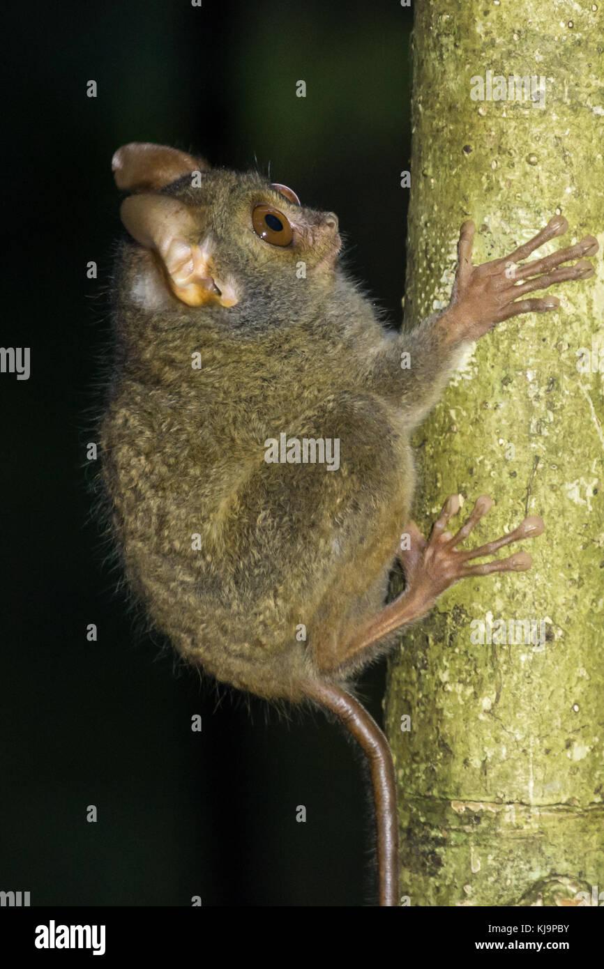A family group of Tarsiers (Tarsius tarsier) nesting in a tree in ...