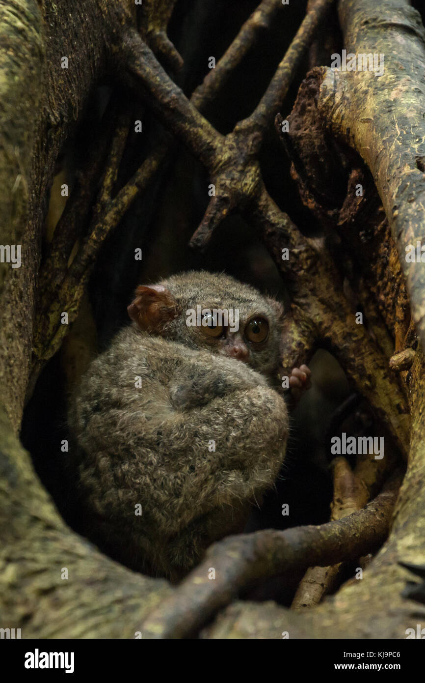 A family group of Tarsiers (Tarsius tarsier) nesting in a tree in ...