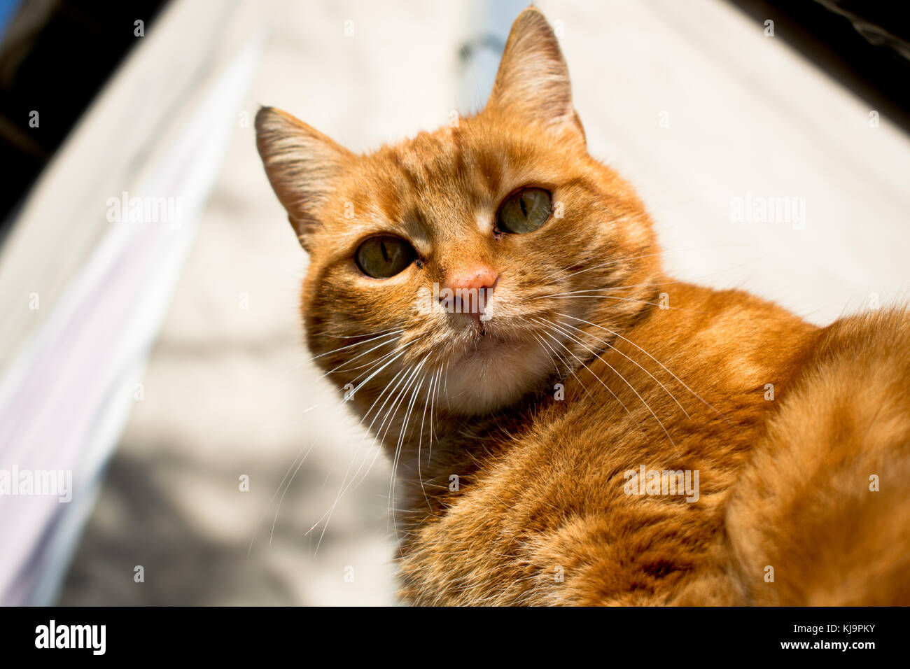 Portrait cat bright yellow hi-res stock photography and images - Alamy
