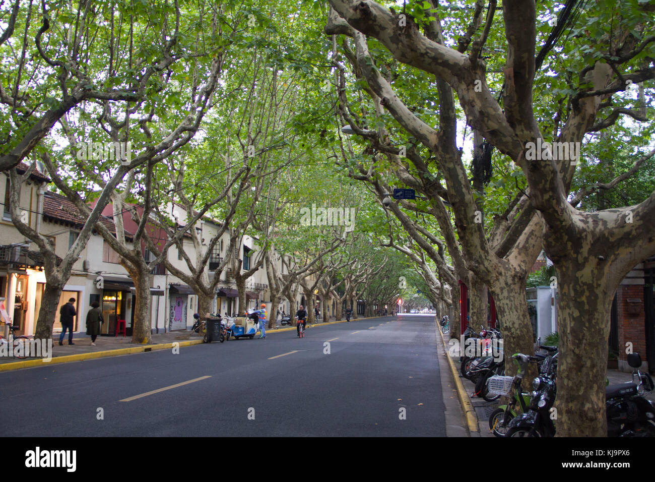 People bicycle down the tree lined streets of Shanghai, China Stock ...