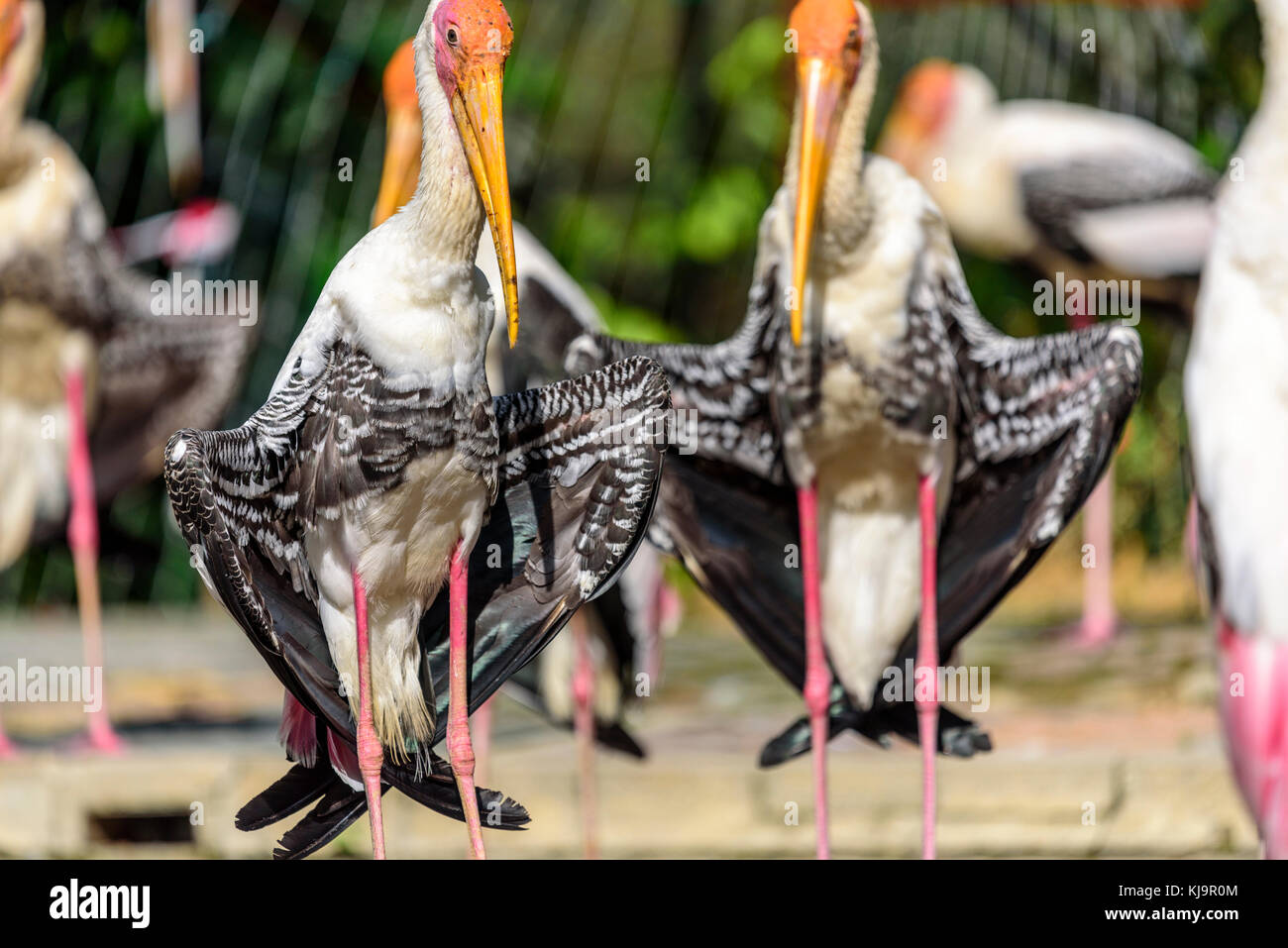 White stork long wingspan hi-res stock photography and images - Alamy