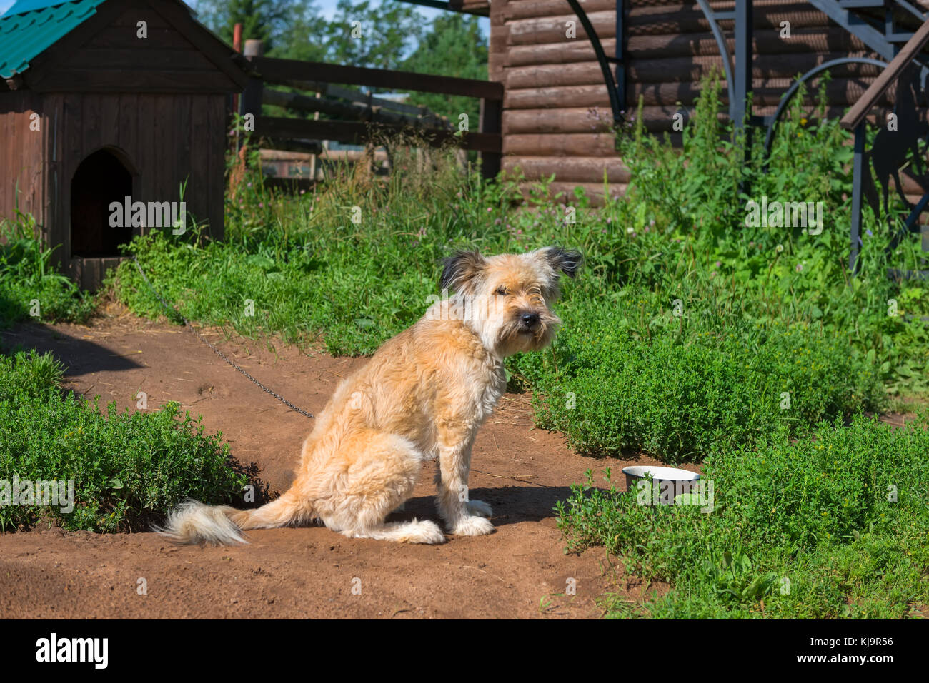 Yellow earth sentry dog on the chain, guards the country house Stock ...