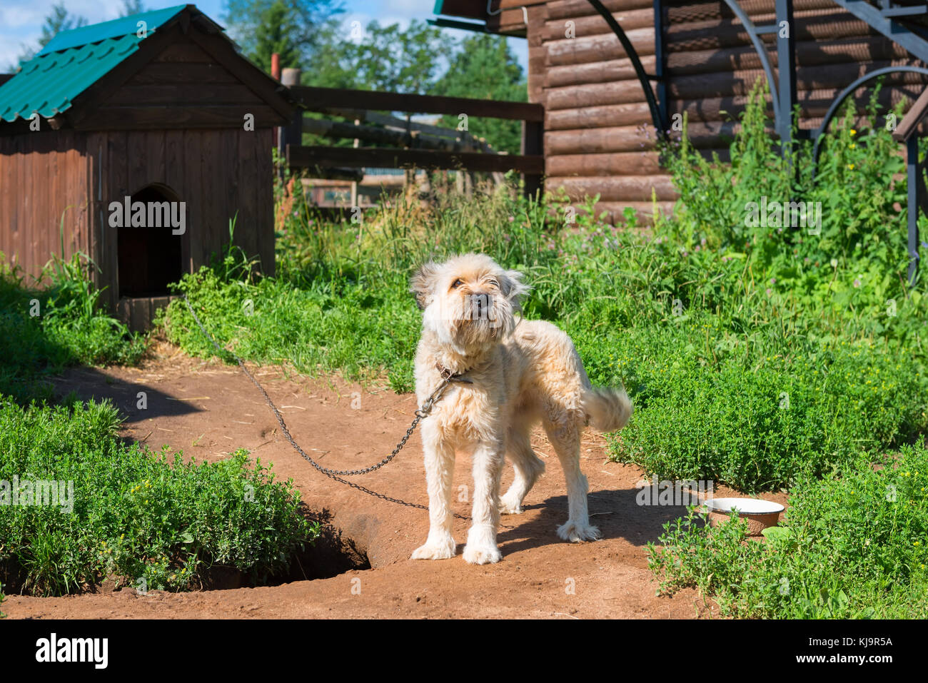 Yellow earth sentry dog on the chain, guards the country house Stock ...