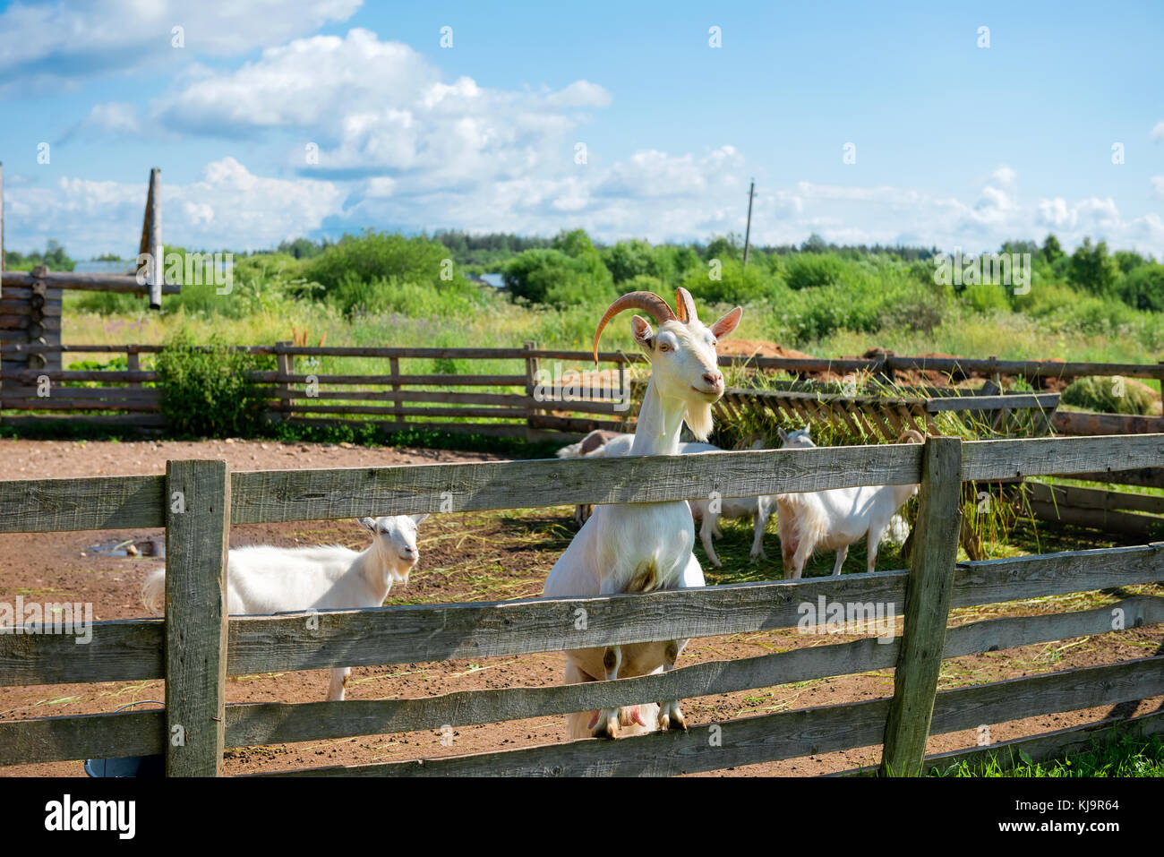 Portrait of a goat looking out paddock Stock Photo - Alamy