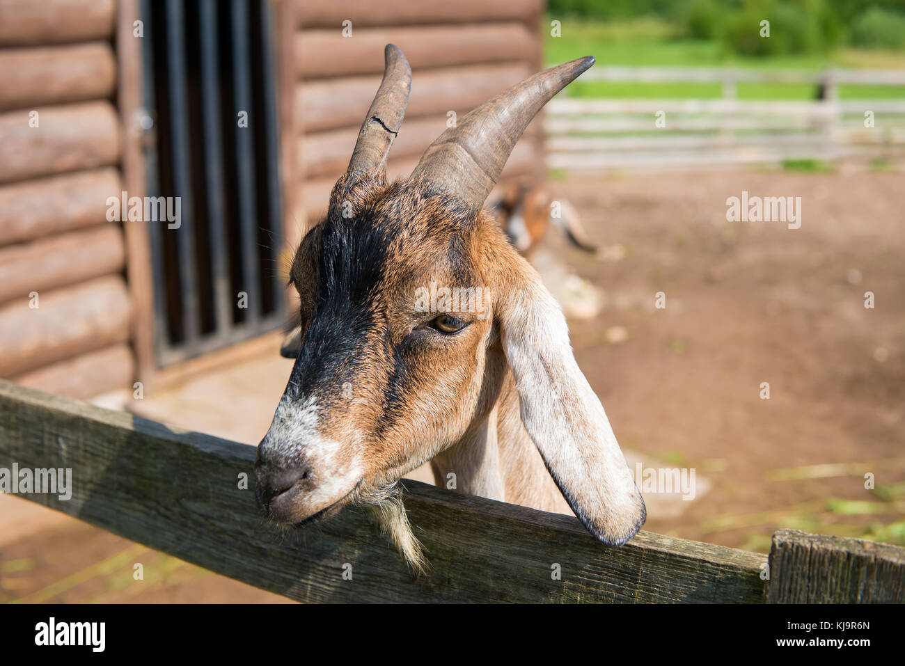 Portrait of a goat looking out paddock Stock Photo - Alamy