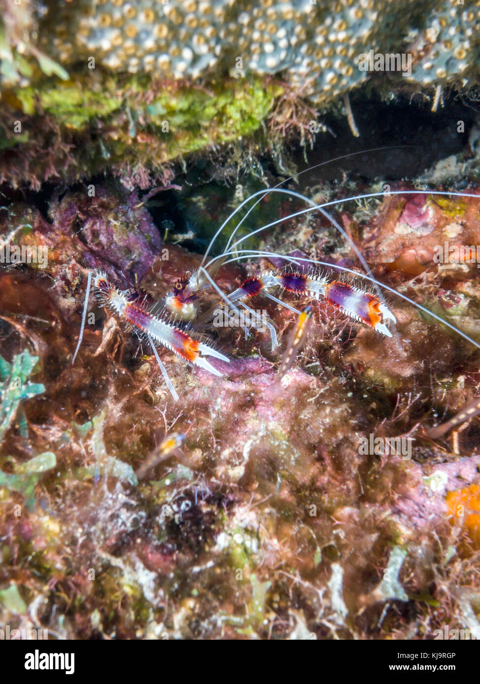 Stenopus hispidus is a shrimp-like decapod crustacean belonging to the ...