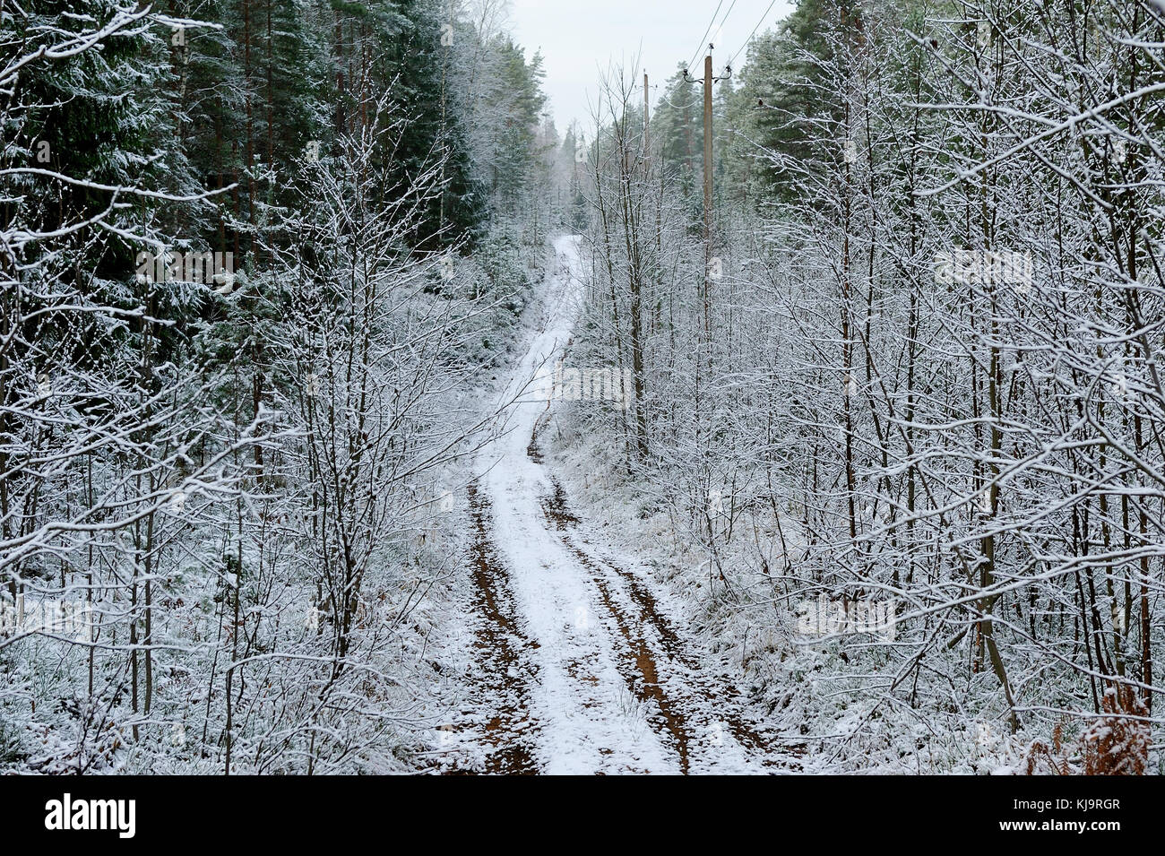 snow road in the forest in winter in the northwest of Russia Stock ...
