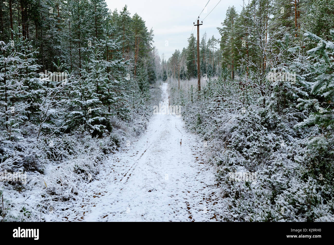 snow road in the forest in winter in the northwest of Russia Stock ...