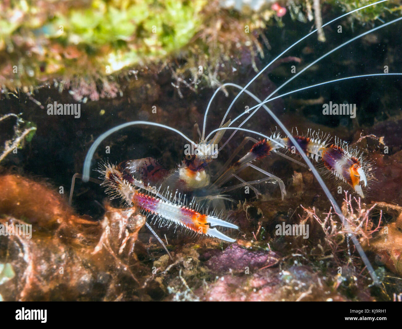 Stenopus hispidus is a shrimp-like decapod crustacean belonging to the ...