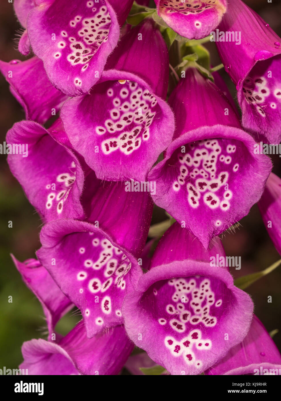 Digitalis is species of herbaceous perennials, shrubs, and biennials ...