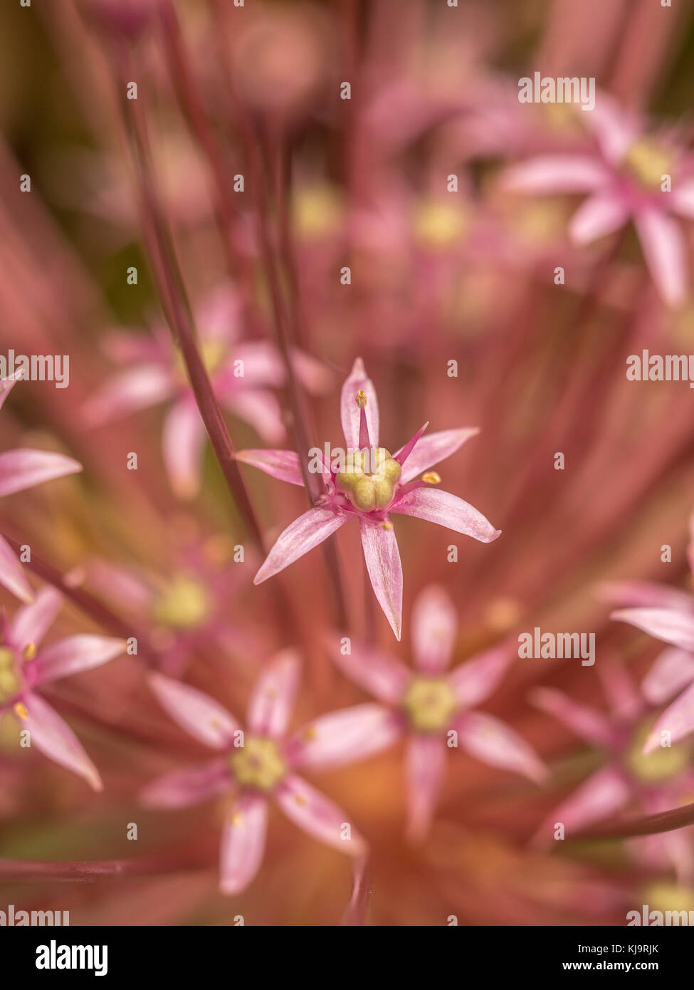 Allium giganteum, common name giant onion, is an Asian species of onion ...