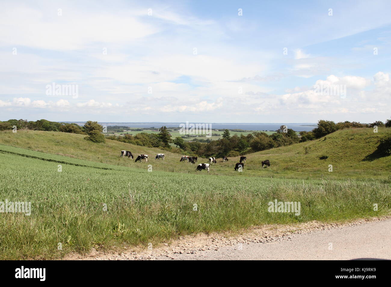 grazing cows. The view from the top of Fur (Danish Island) toward the ...