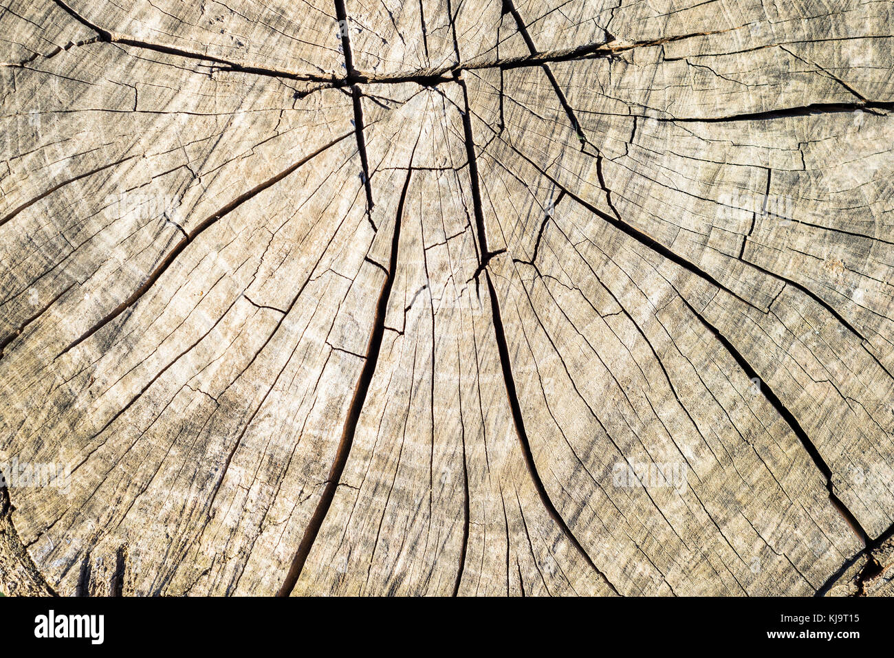 cut log with cracked surface. texture or background Stock Photo - Alamy