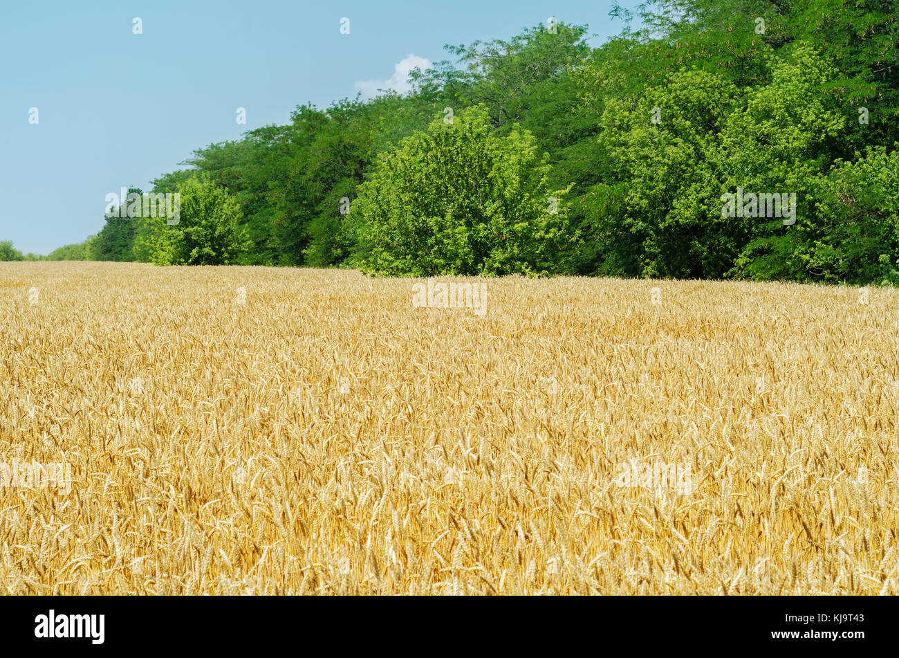 agriculture field with golden crops and green trees Stock Photo - Alamy