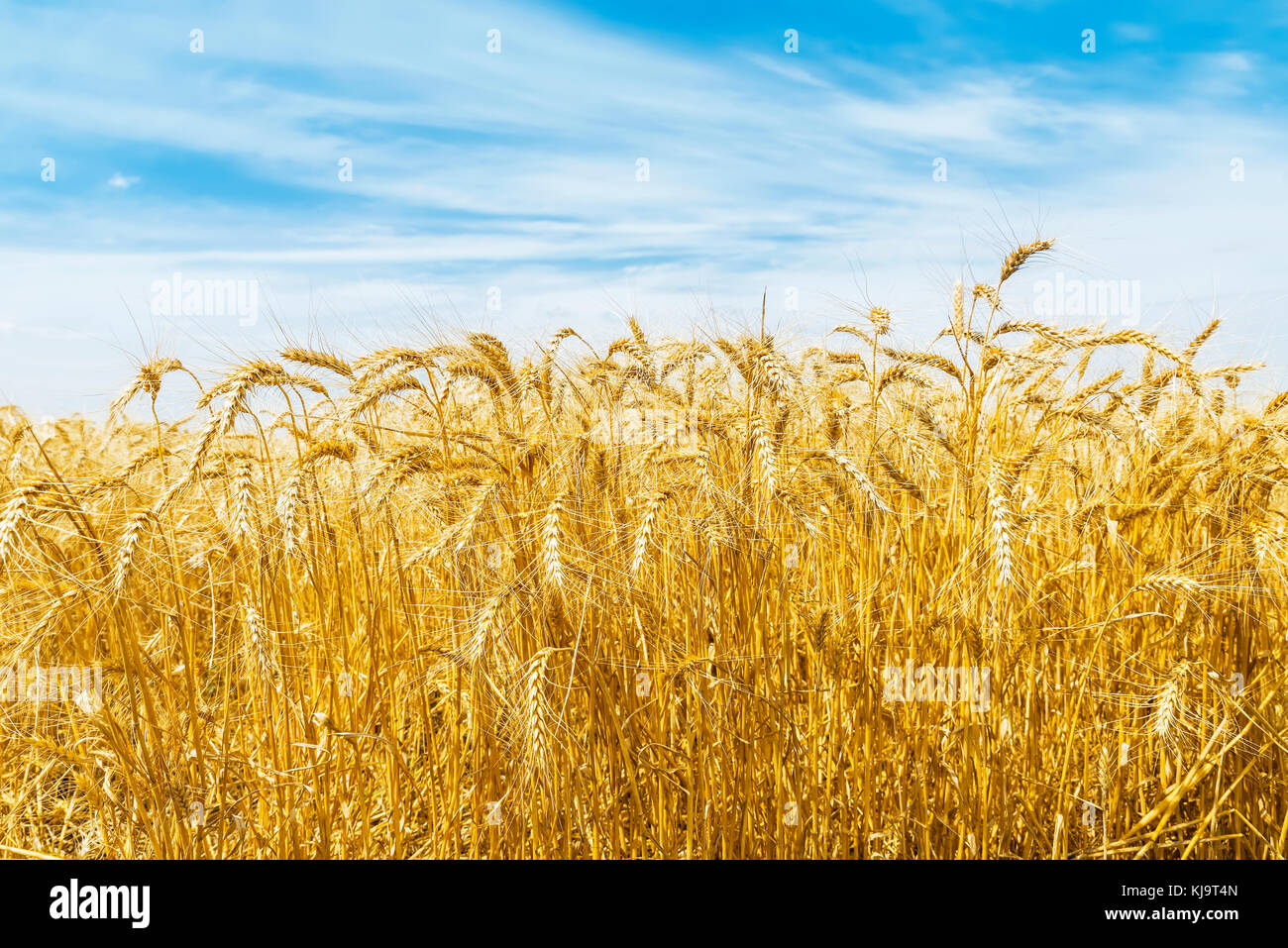 gold crop in field and clouds in blue sky over it Stock Photo - Alamy