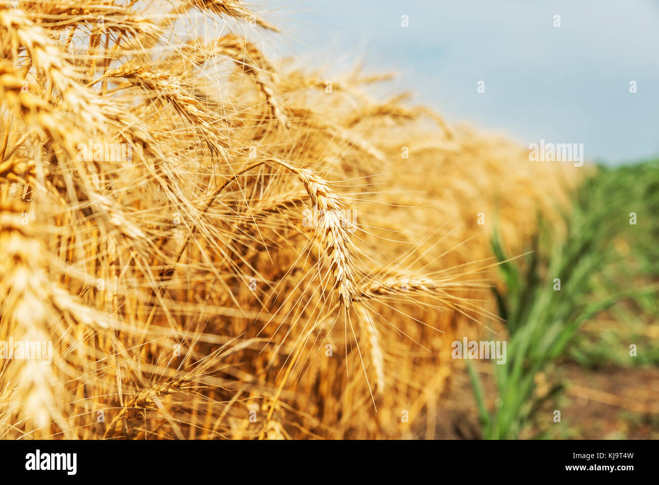 wheat spike close-up in the field Stock Photo - Alamy