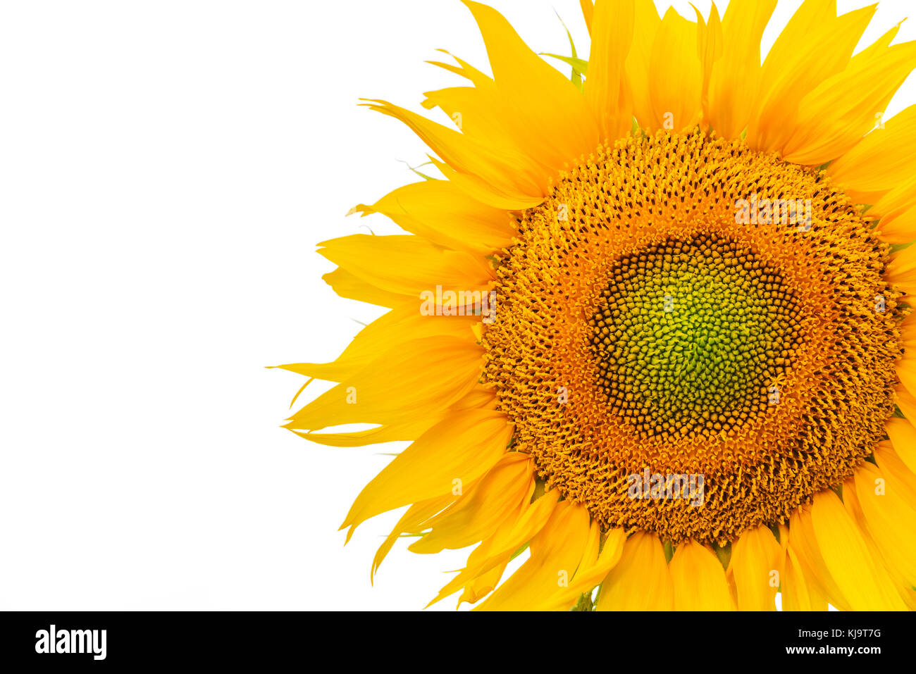 isolated flower of sunflower close-up Stock Photo - Alamy