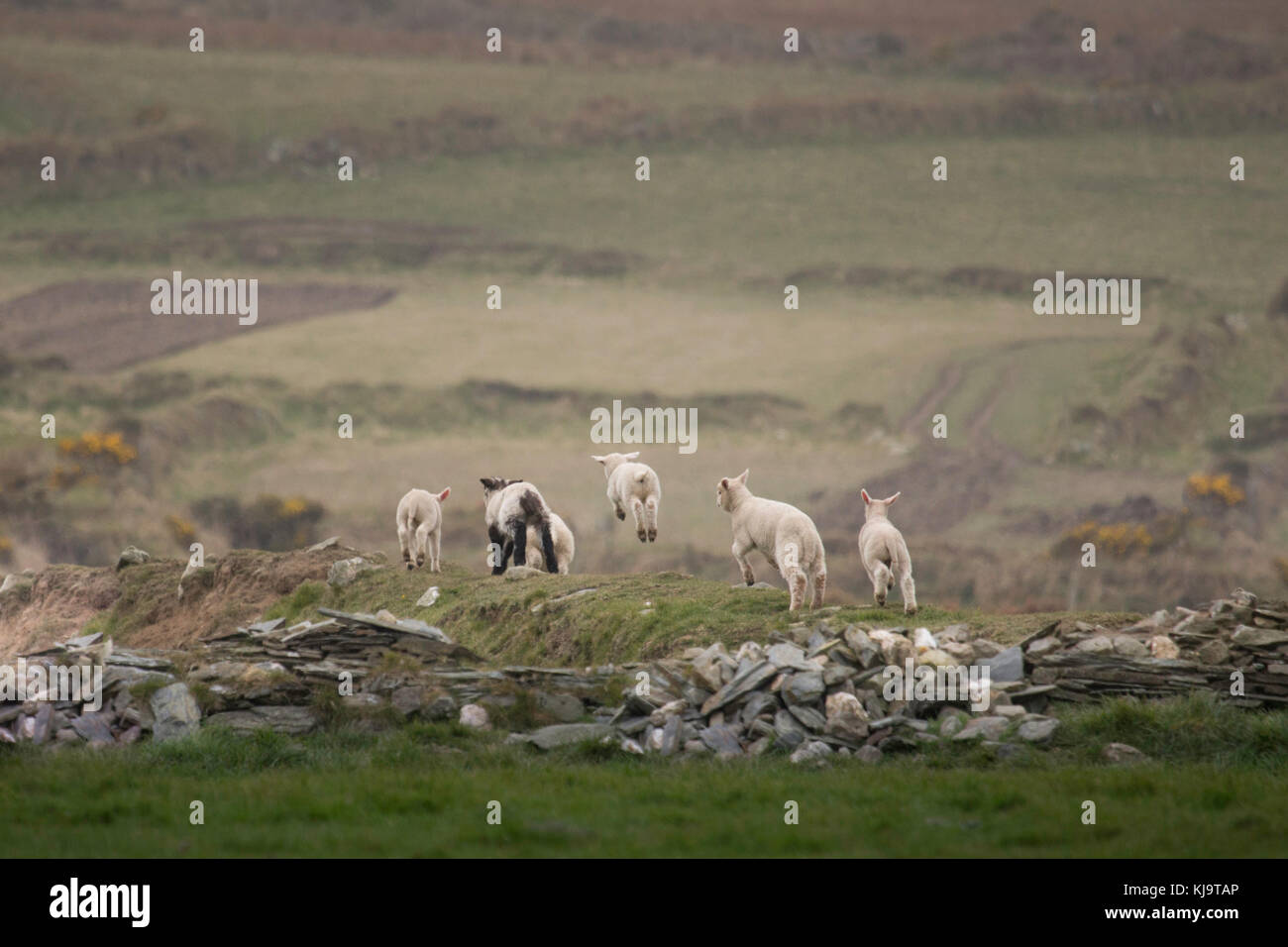 Gambling lambs in Isle of Man Stock Photo - Alamy