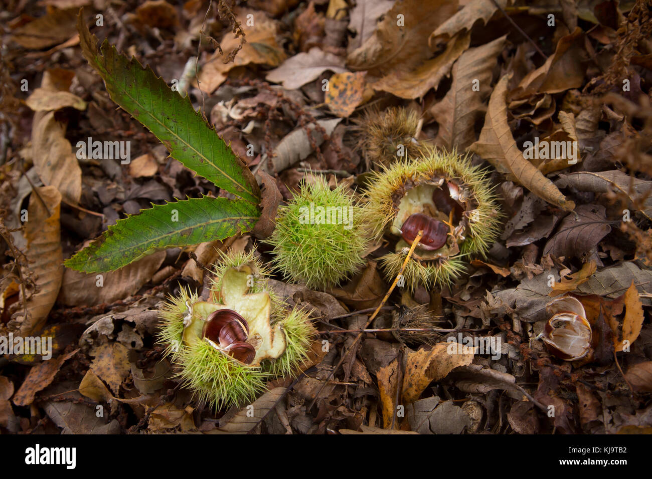Sweet chestnuts on woodland floor Stock Photo - Alamy