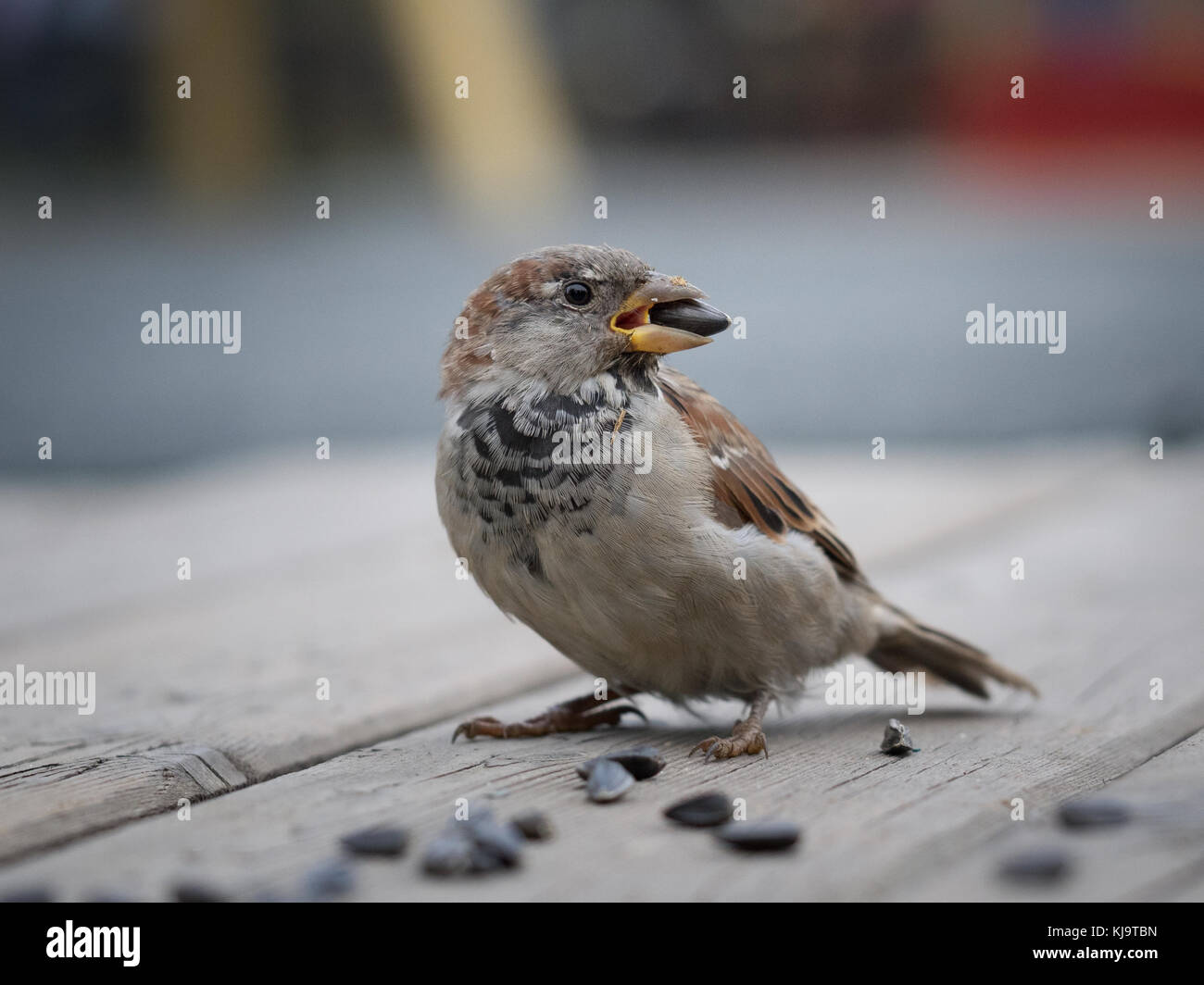 A Sparrow with a sunflower seed in its beak. Wood flooring Stock Photo ...