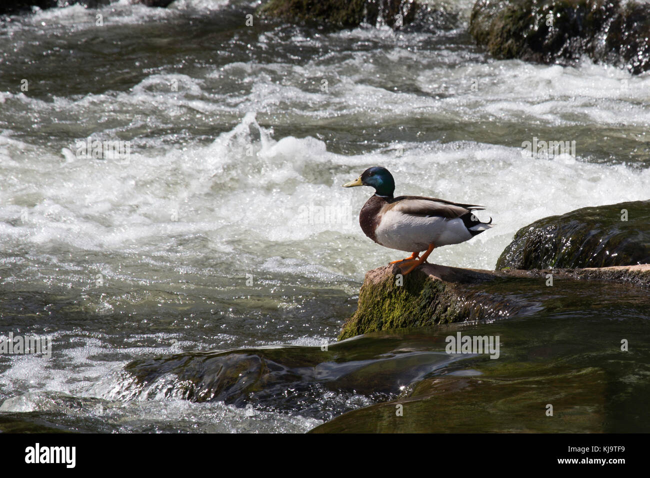 Mallard duck on rock overlooking river Stock Photo - Alamy