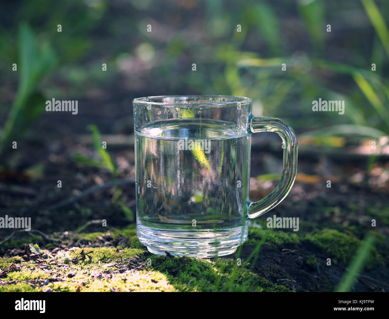 Clear water in a mug. Moss, grass, forest. A beautiful reflection ...
