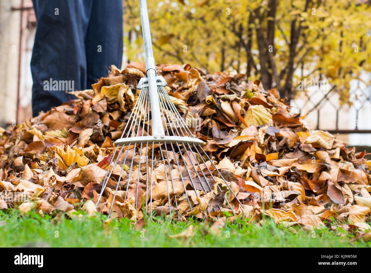 Man cleaning fallen autumn leaves in the backyard Stock Photo - Alamy