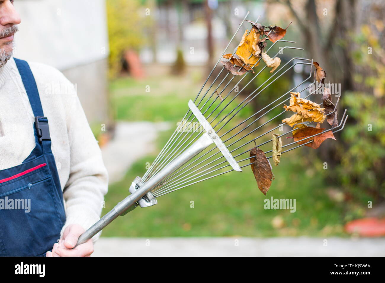 Man holding rake with fallen autumn leaves in the yard Stock Photo - Alamy