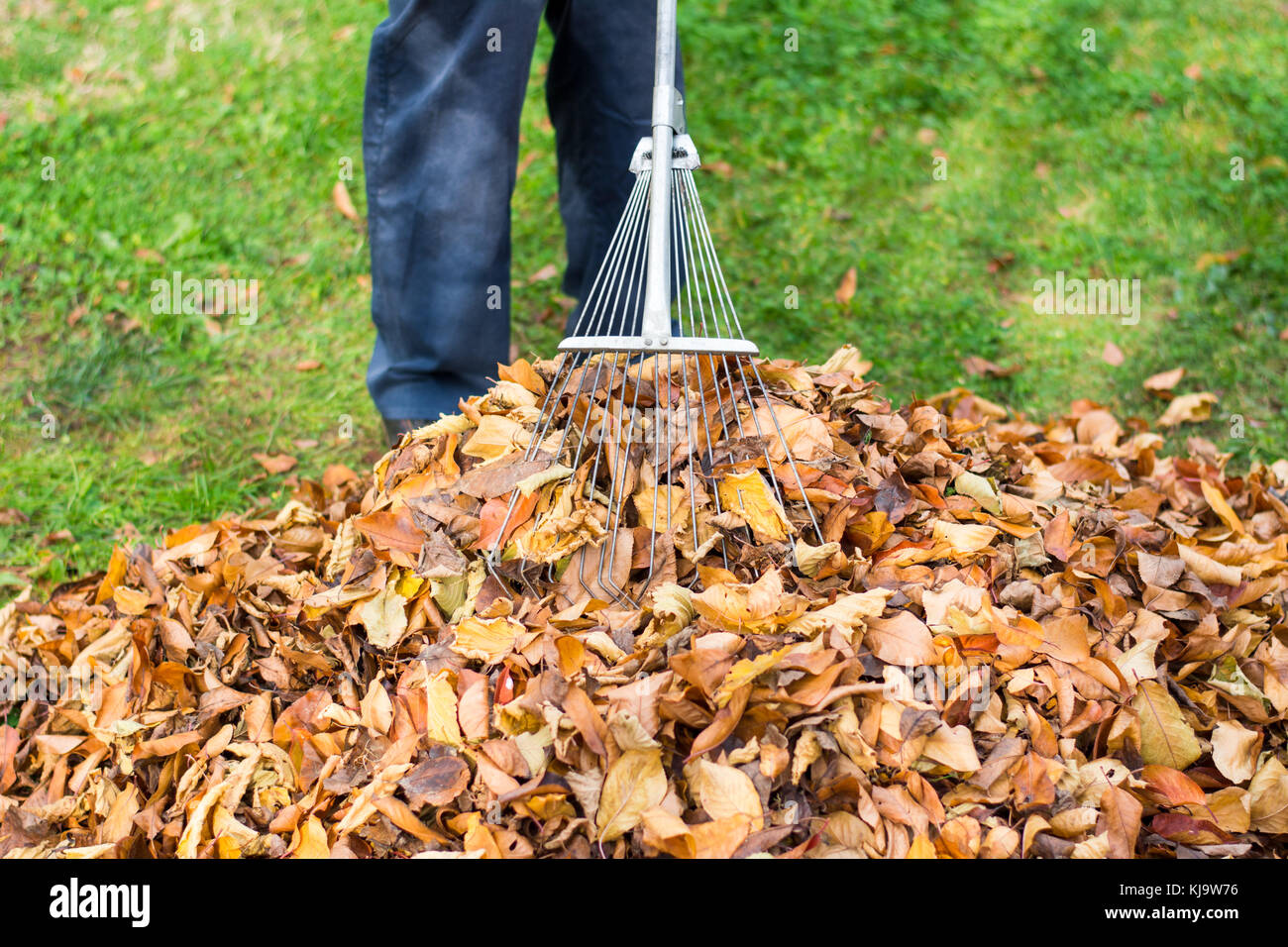 Man cleaning fallen autumn leaves in the backyard Stock Photo - Alamy