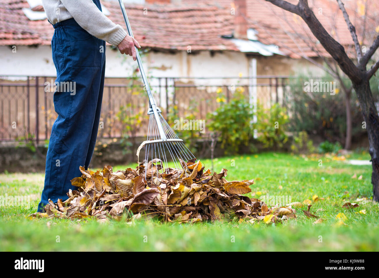 Man cleaning fallen autumn leaves in the backyard Stock Photo - Alamy
