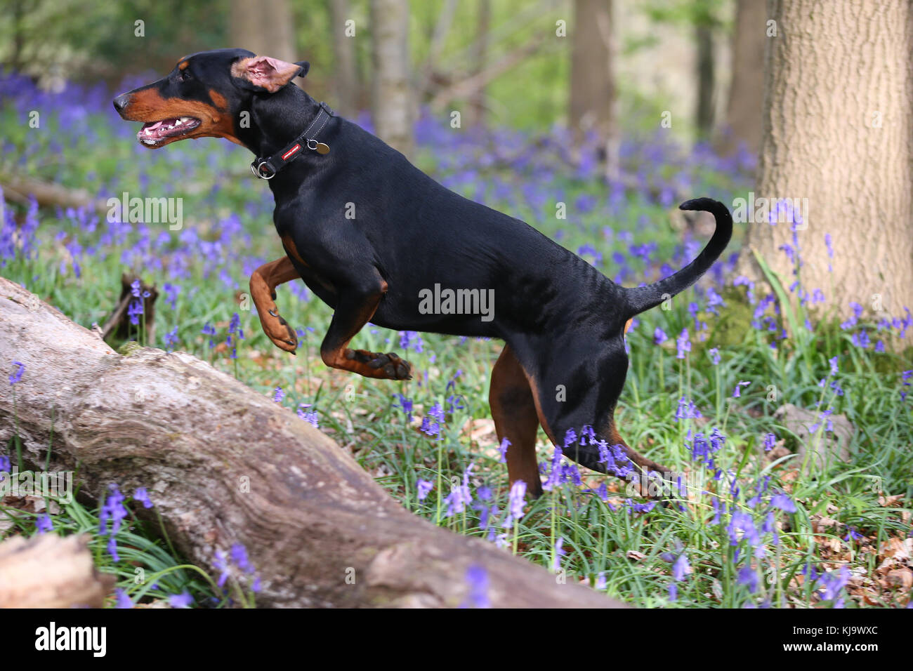 Leaping over fallen tree hi-res stock photography and images - Alamy