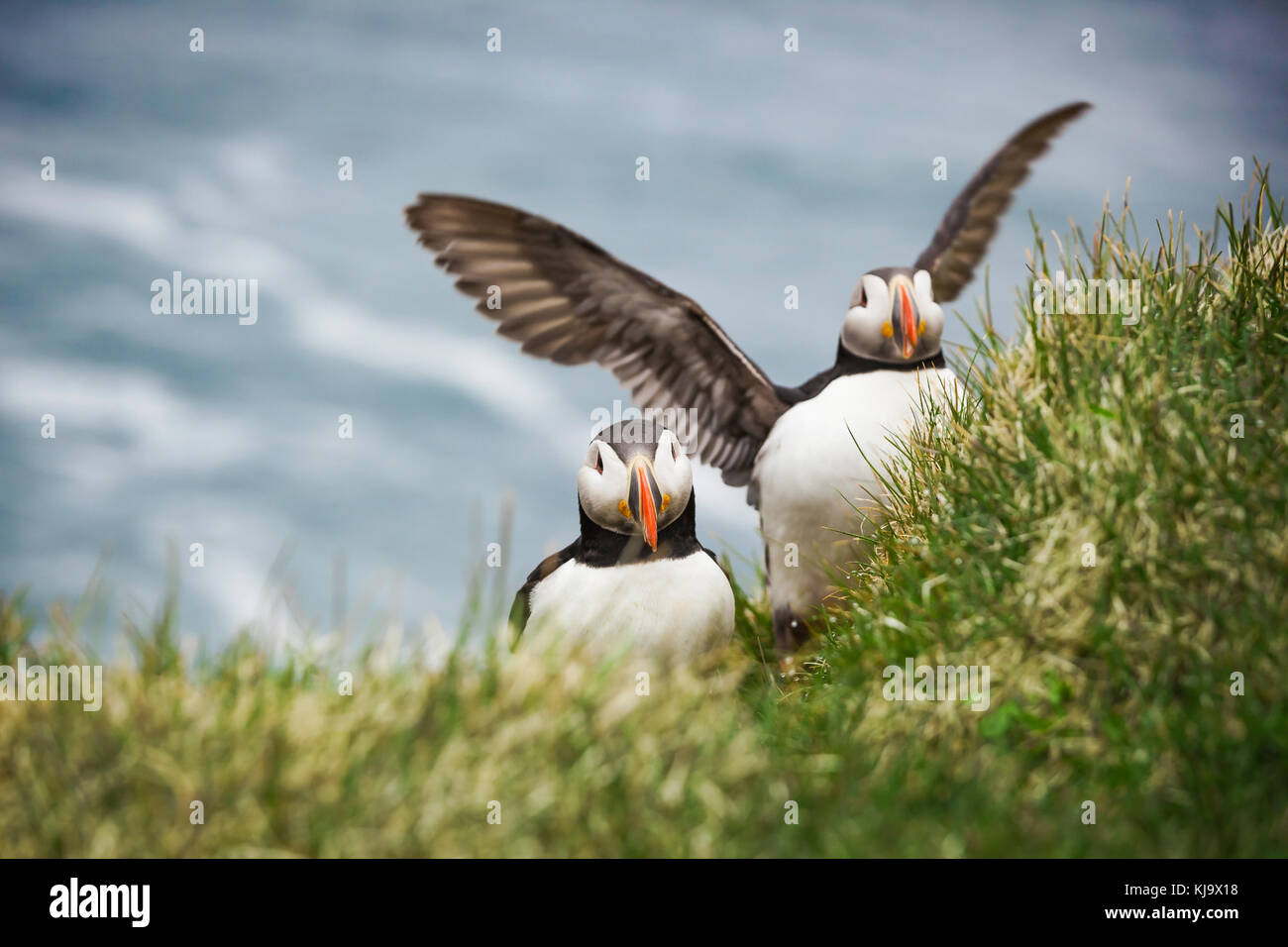 The beautiful Puffin a rare bird specie photographed in Iceland Stock ...