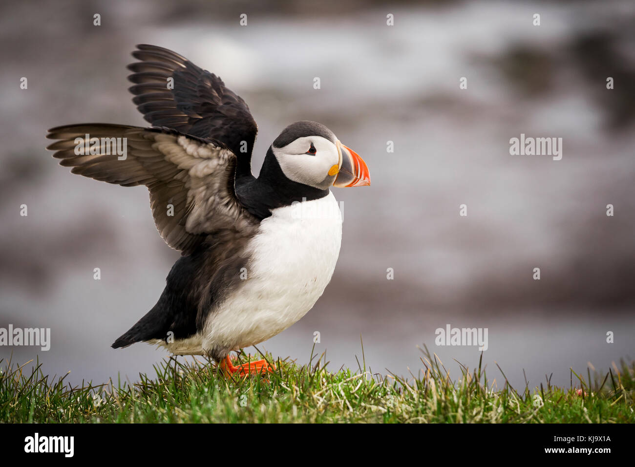 The beautiful Puffin a rare bird specie photographed in Iceland Stock ...