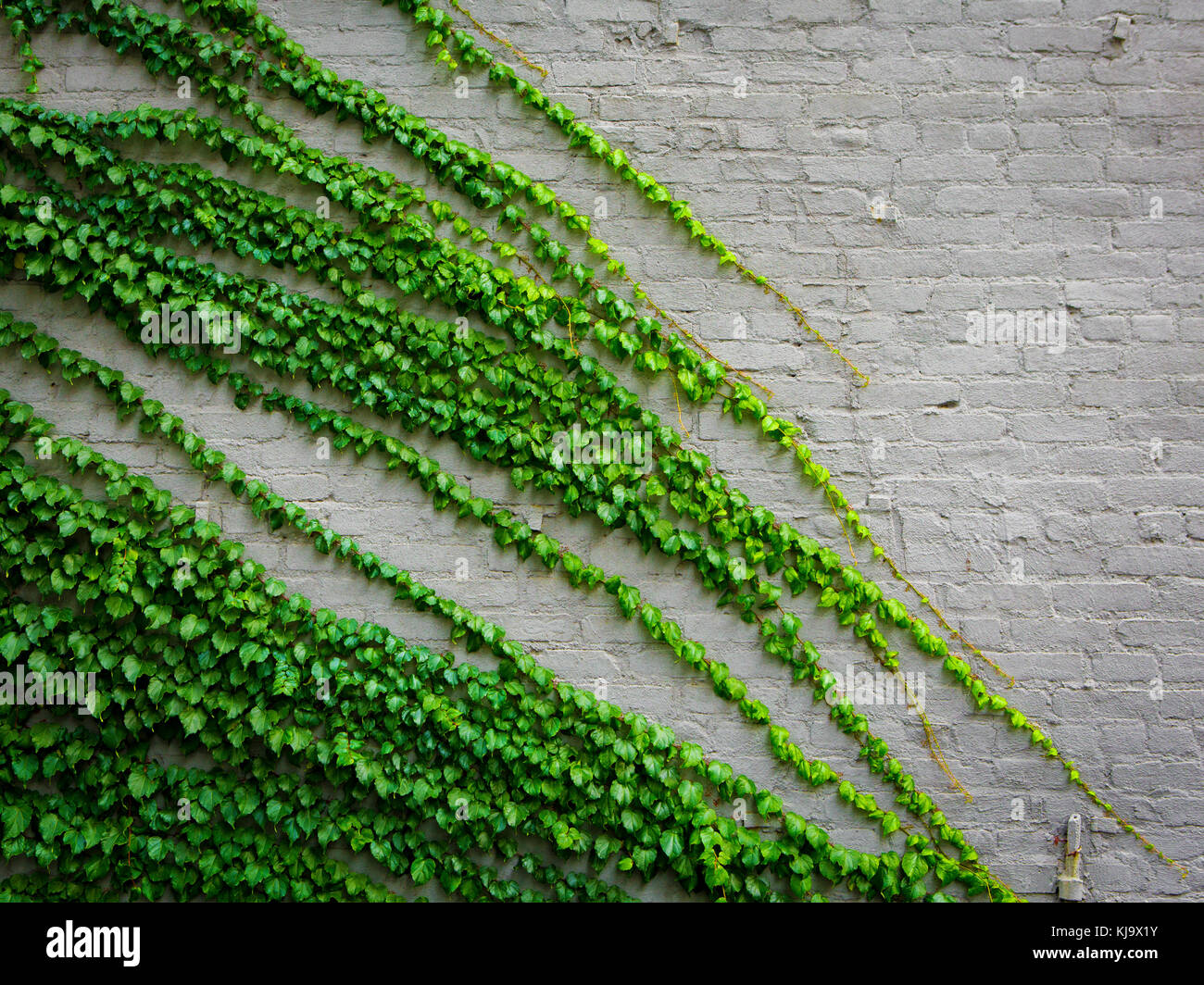 Background of a brick wall with a ivy Stock Photo - Alamy