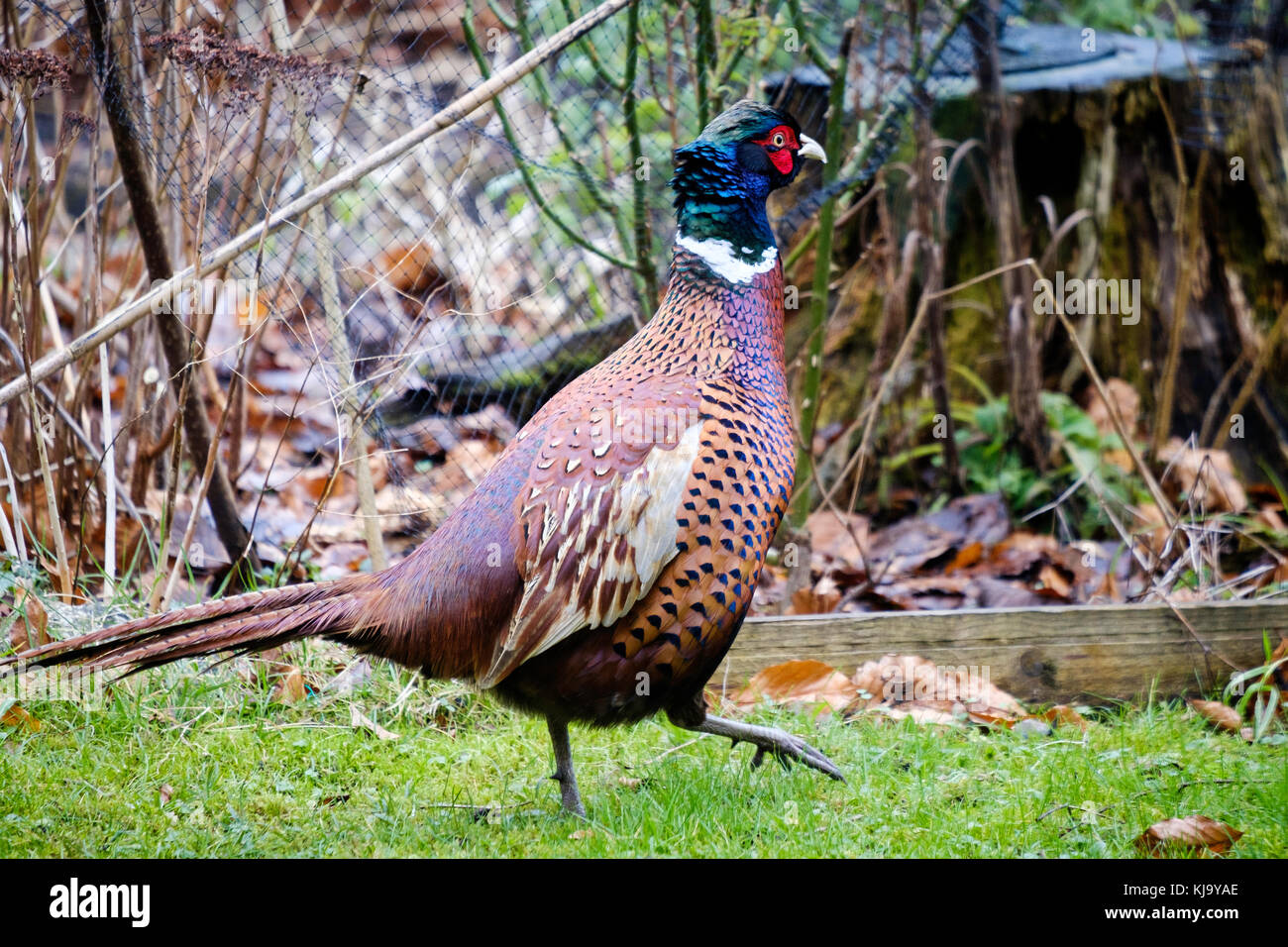 Wild pheasant hi-res stock photography and images - Alamy