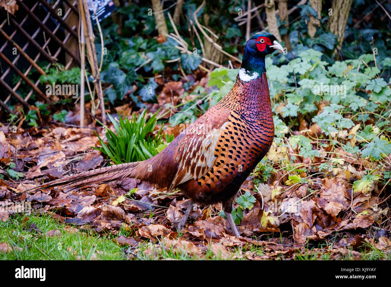 Wild pheasant hi-res stock photography and images - Alamy