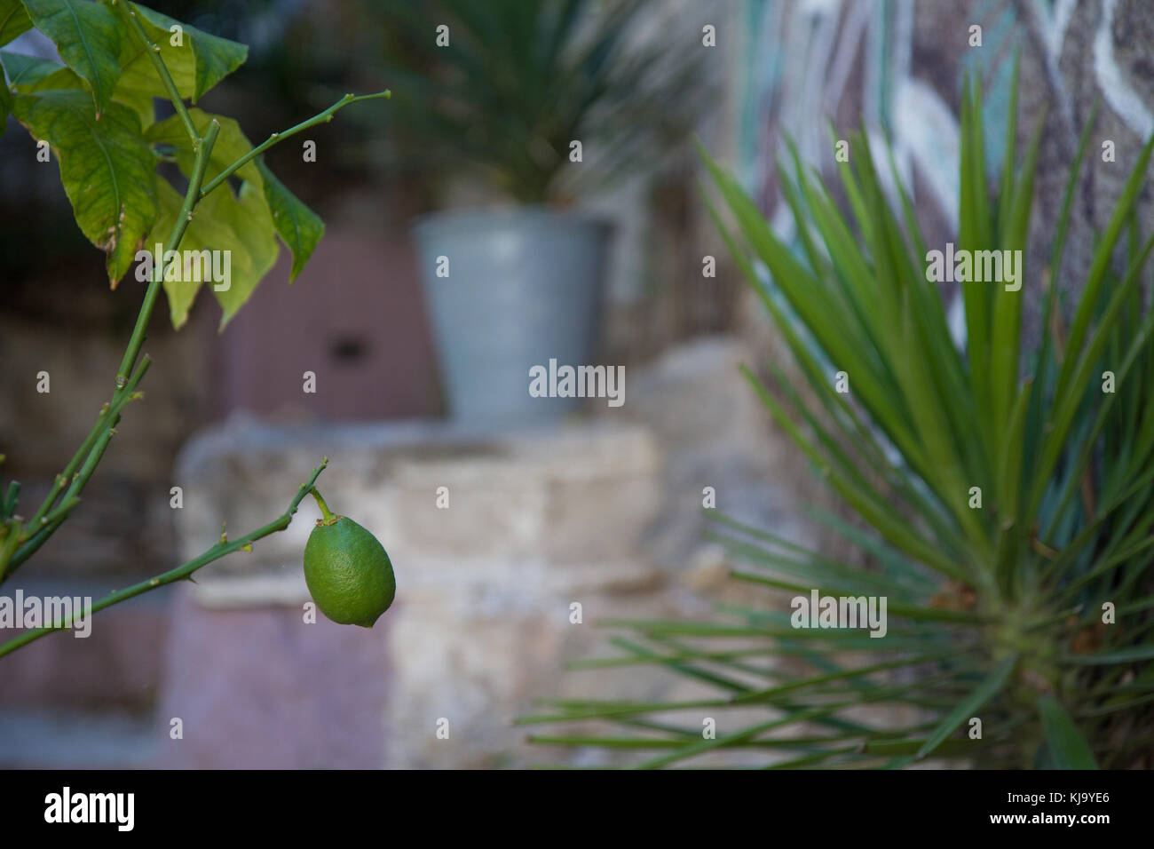 Lemon tree with thorns hi-res stock photography and images - Alamy