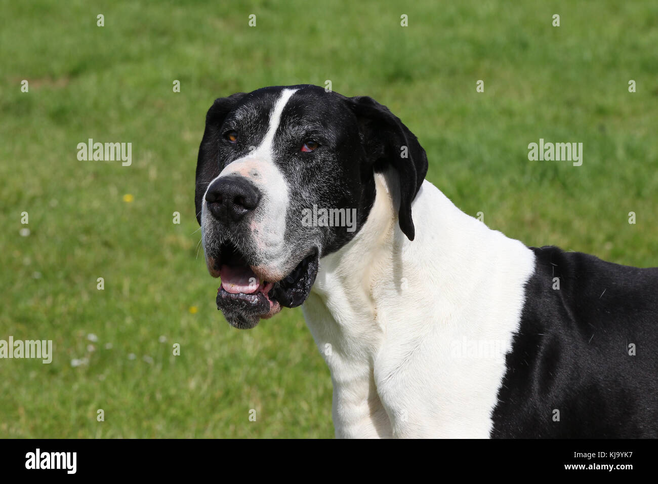 Dogge hi-res stock photography and images - Alamy