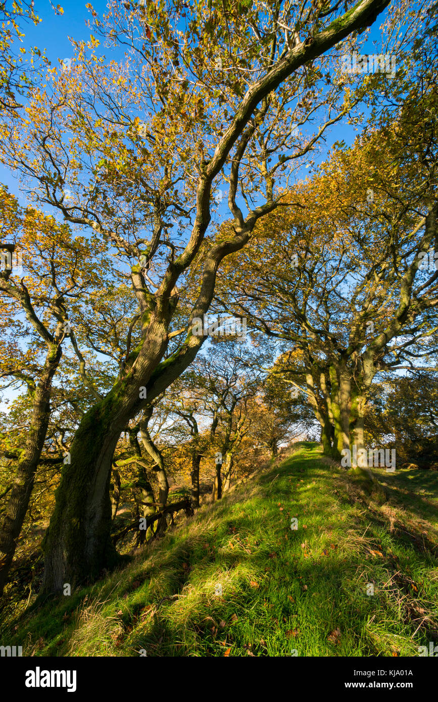 Morning sunlight on the ramparts of Burrow Hill Camp, an Iron Age hill ...